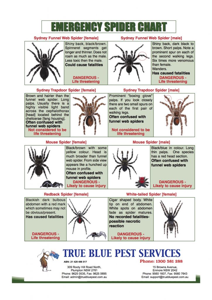 SPIDERS | True Blue Pest Services